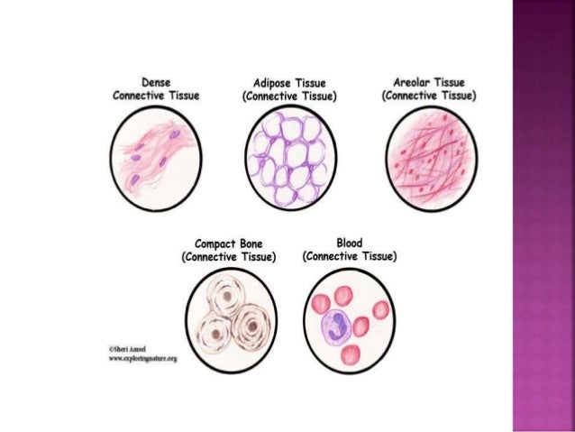 Basic tissue types in the human body