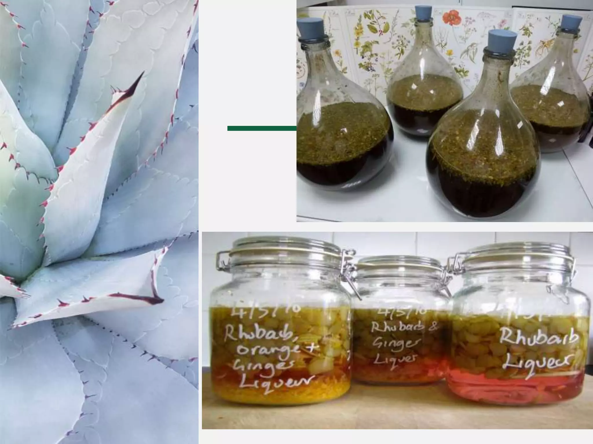 Basic to phytochemistry.pdf