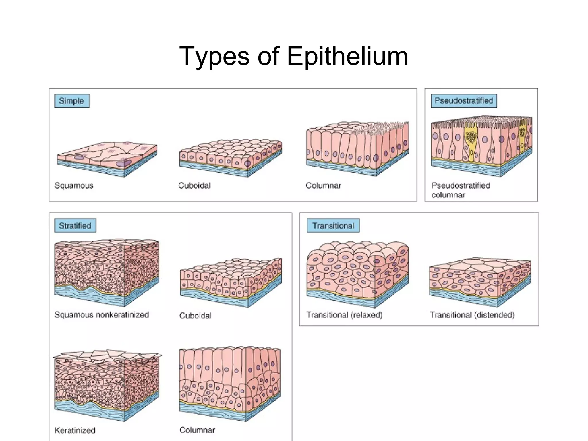 Types of Human Tissues | PPT