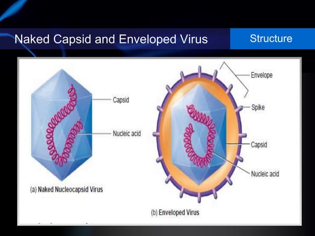 Basic virology (a.3) | PPTX | Biological Sciences | Science