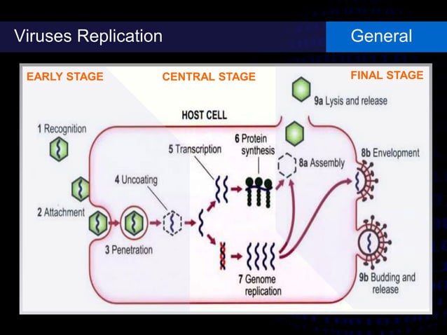Basic virology (a.3) | PPTX | Biological Sciences | Science