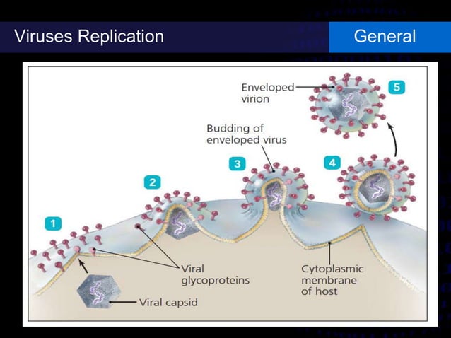 Basic virology (a.3) | PPTX | Biological Sciences | Science