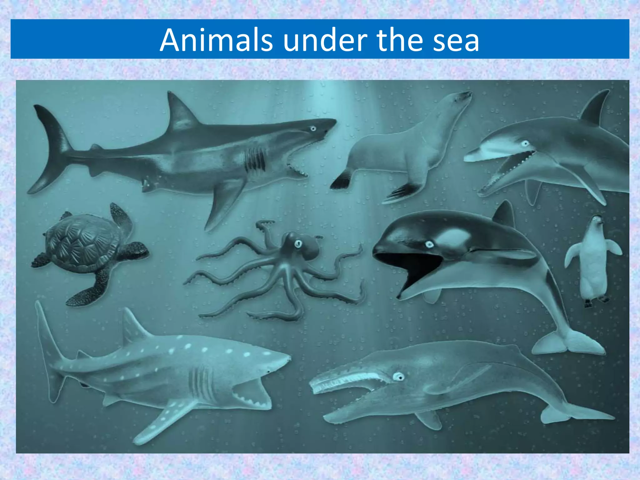 Basic zoology Part I | PPTX