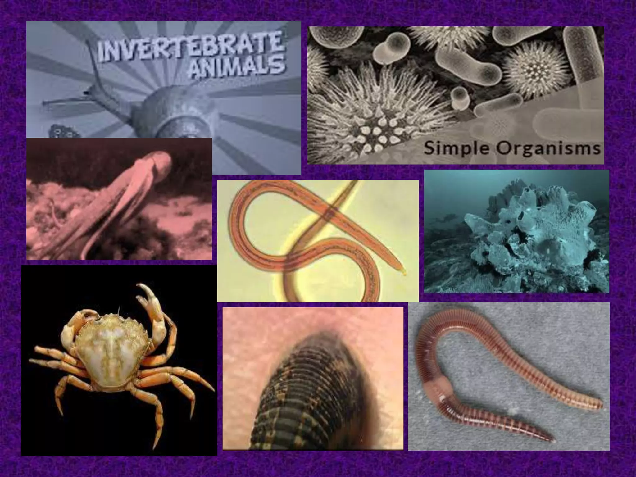 Basic zoology Part I | PPTX