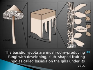 Basidiomycetes | PPTX