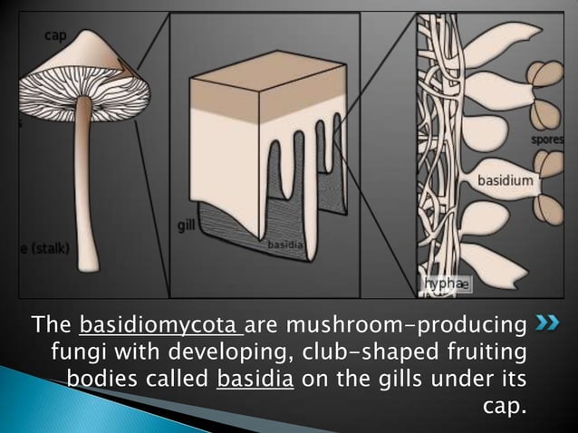 Basidiomycetes | PPTX