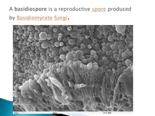 Basidiospores Microscope