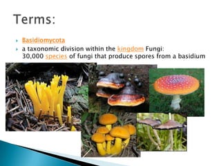 Basidiomycetes | PPT
