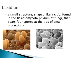 Phylum Basidiomycota Examples