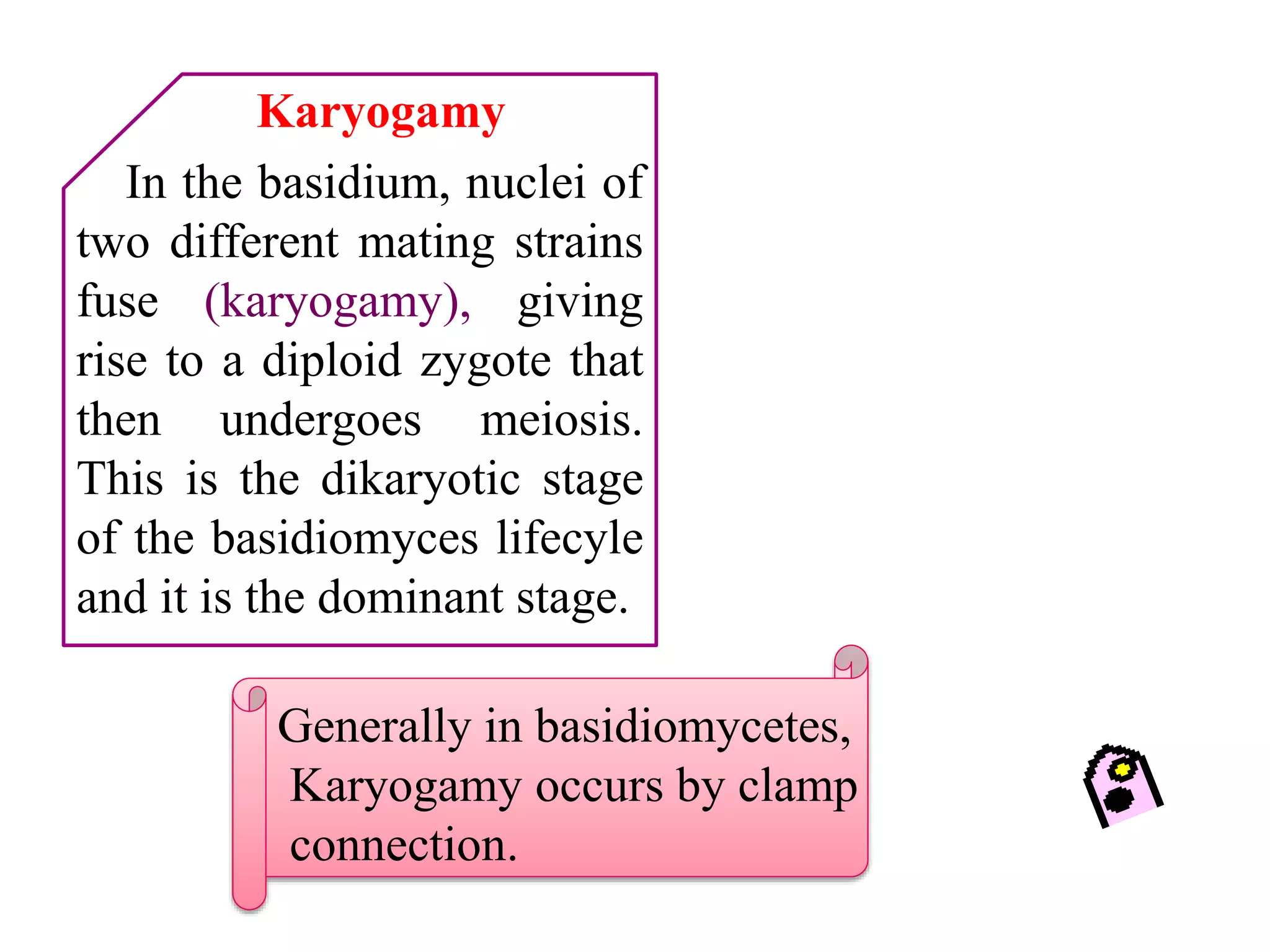 Basidiomycetes | PPTX
