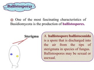 Basidiomycetes | PPTX