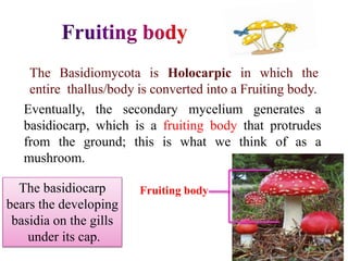 Basidiomycetes | PPTX