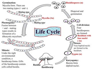 Basidiomycetes | PPTX