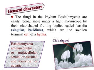 Basidiomycetes | PPTX