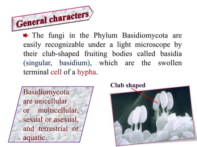 Basidiomycetes | PPT