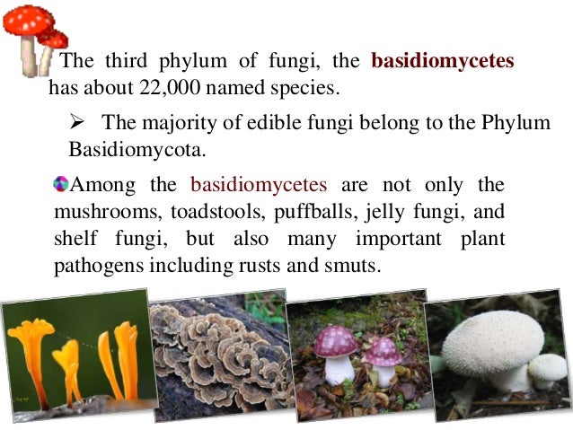 Basidiomycetes