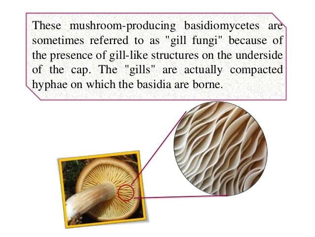 Basidiomycetes