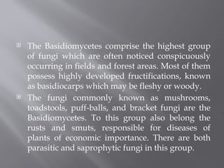 Basidiomycetes ppts m.pptx
