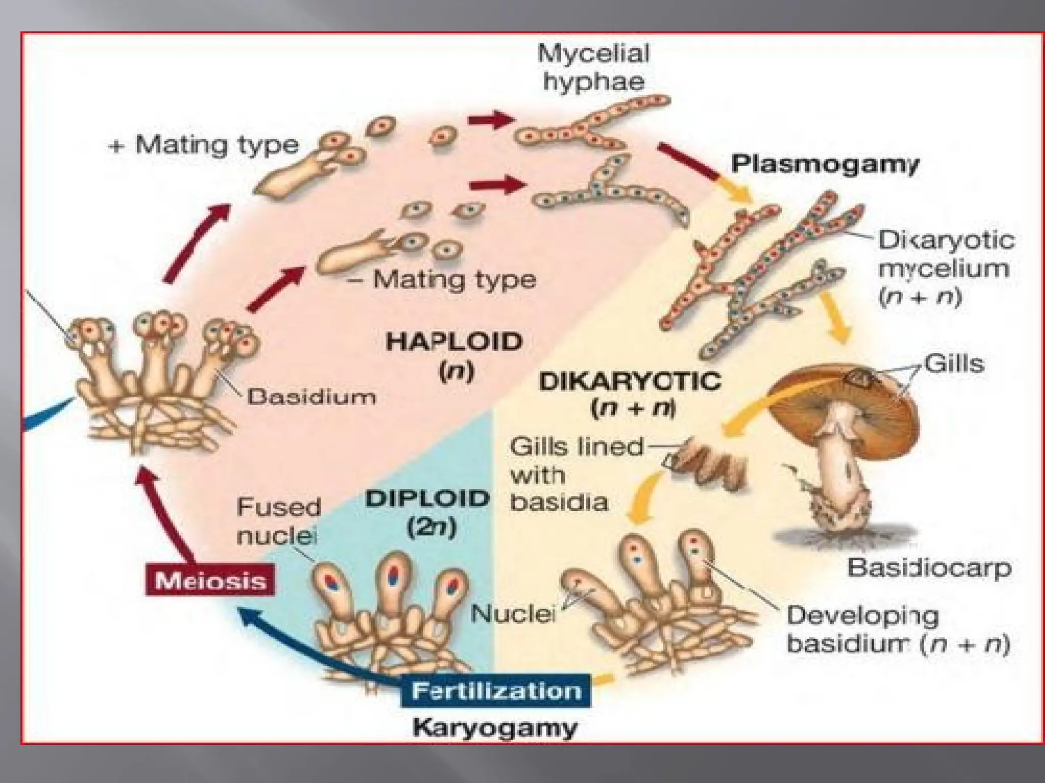 Basidiomycetes.pptx m | PPTX