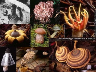 Basidiomycota | PPT