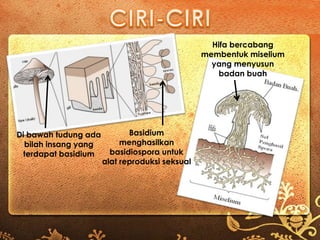 Basidiomycota Fungi - Kelas X | PPTX
