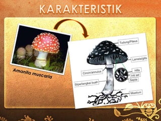 Basidiomycota Fungi - Kelas X | PPTX