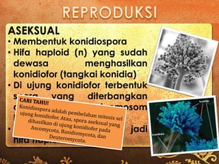 Basidiomycota Fungi - Kelas X | PPTX