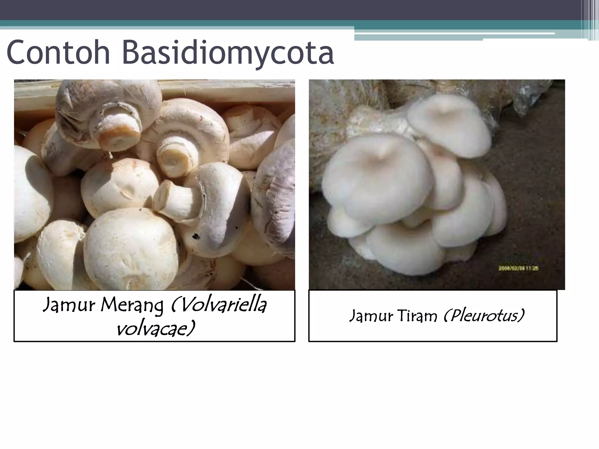 Basidiomycota | PPTX