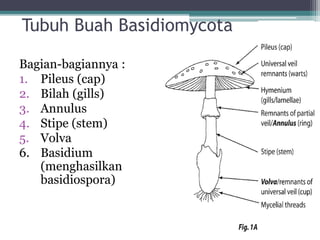 Basidiomycota | PPT