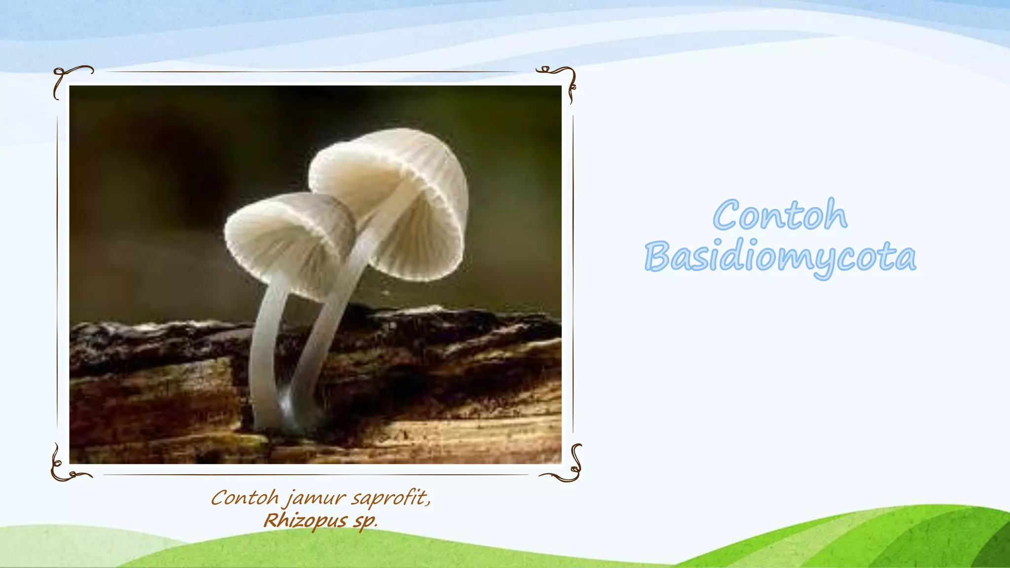 Basidiomycota | PPTX