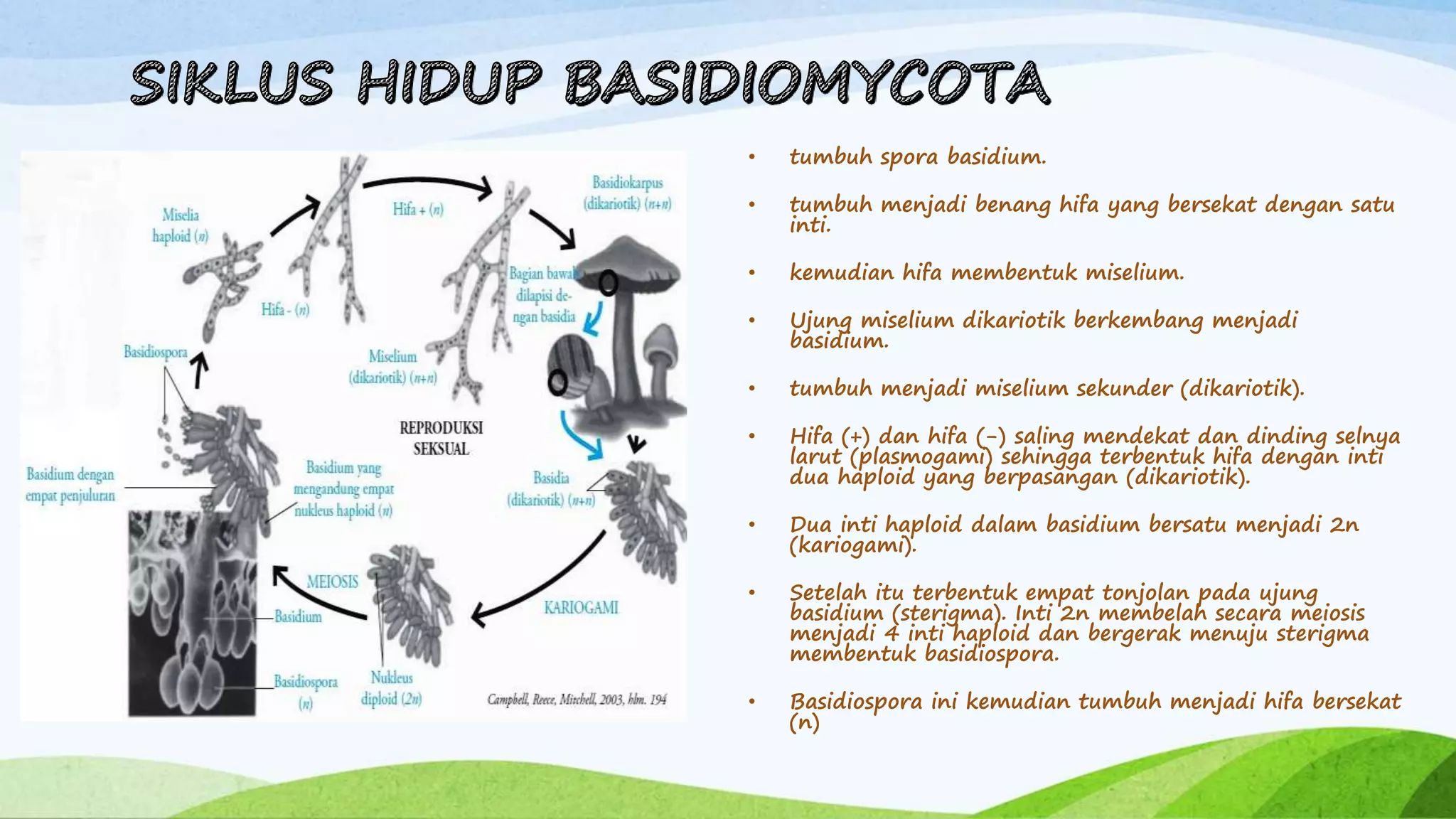 Basidiomycota | PPTX