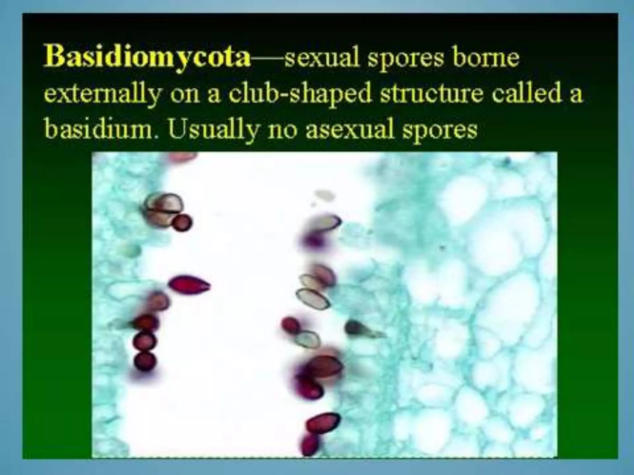 Basidiomycota | PPTX