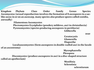BASIDIOMYCOTINA | PPT
