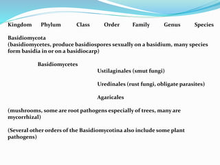 BASIDIOMYCOTINA | PPTX