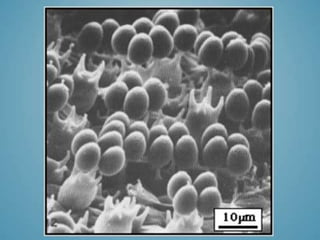 BASIDIOMYCOTINA | PPT