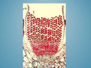 BASIDIOMYCOTINA | PPT