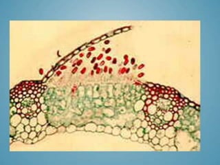 BASIDIOMYCOTINA | PPT