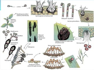 BASIDIOMYCOTINA | PPT