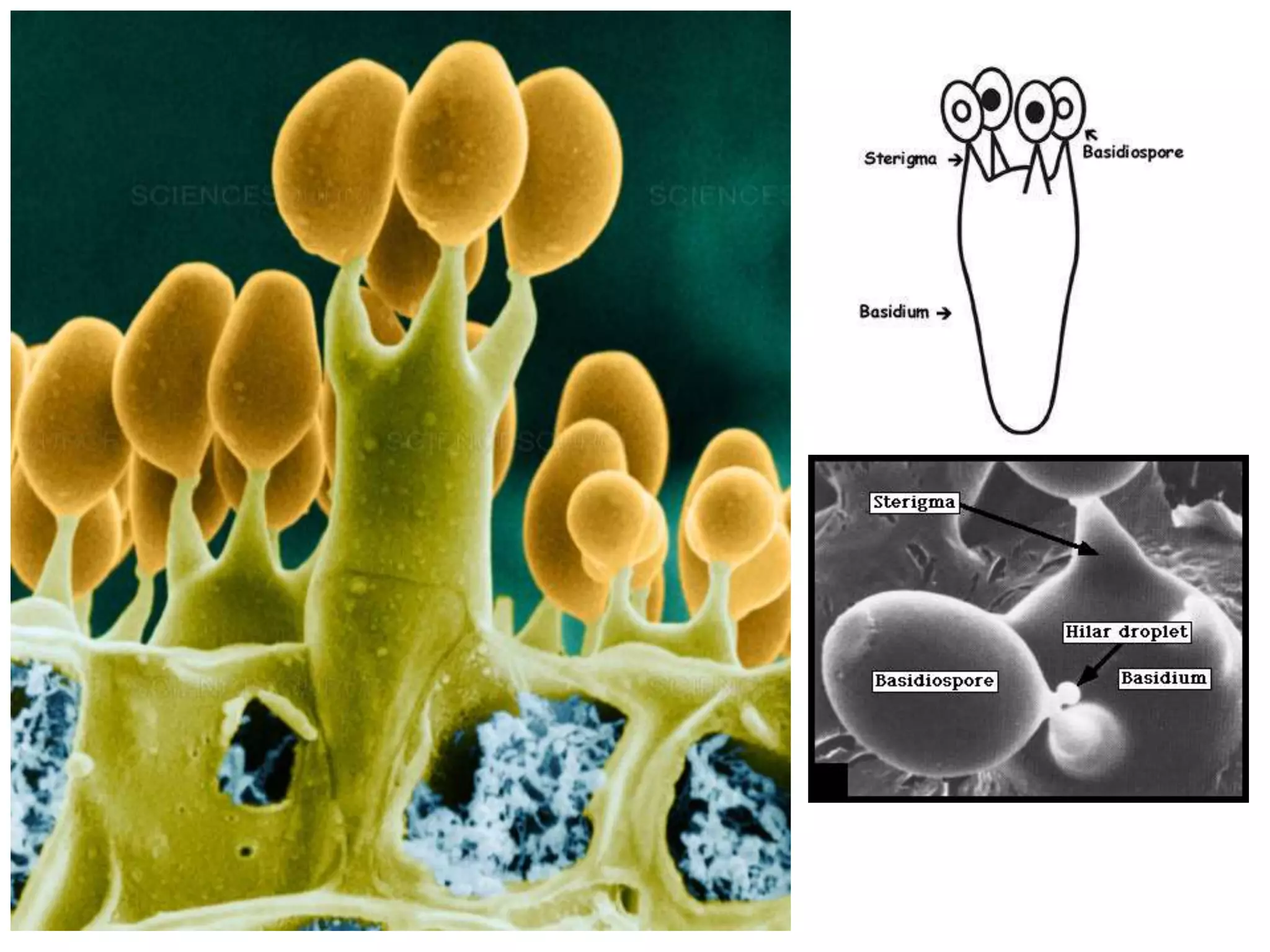 Basidiomycota | PPTX