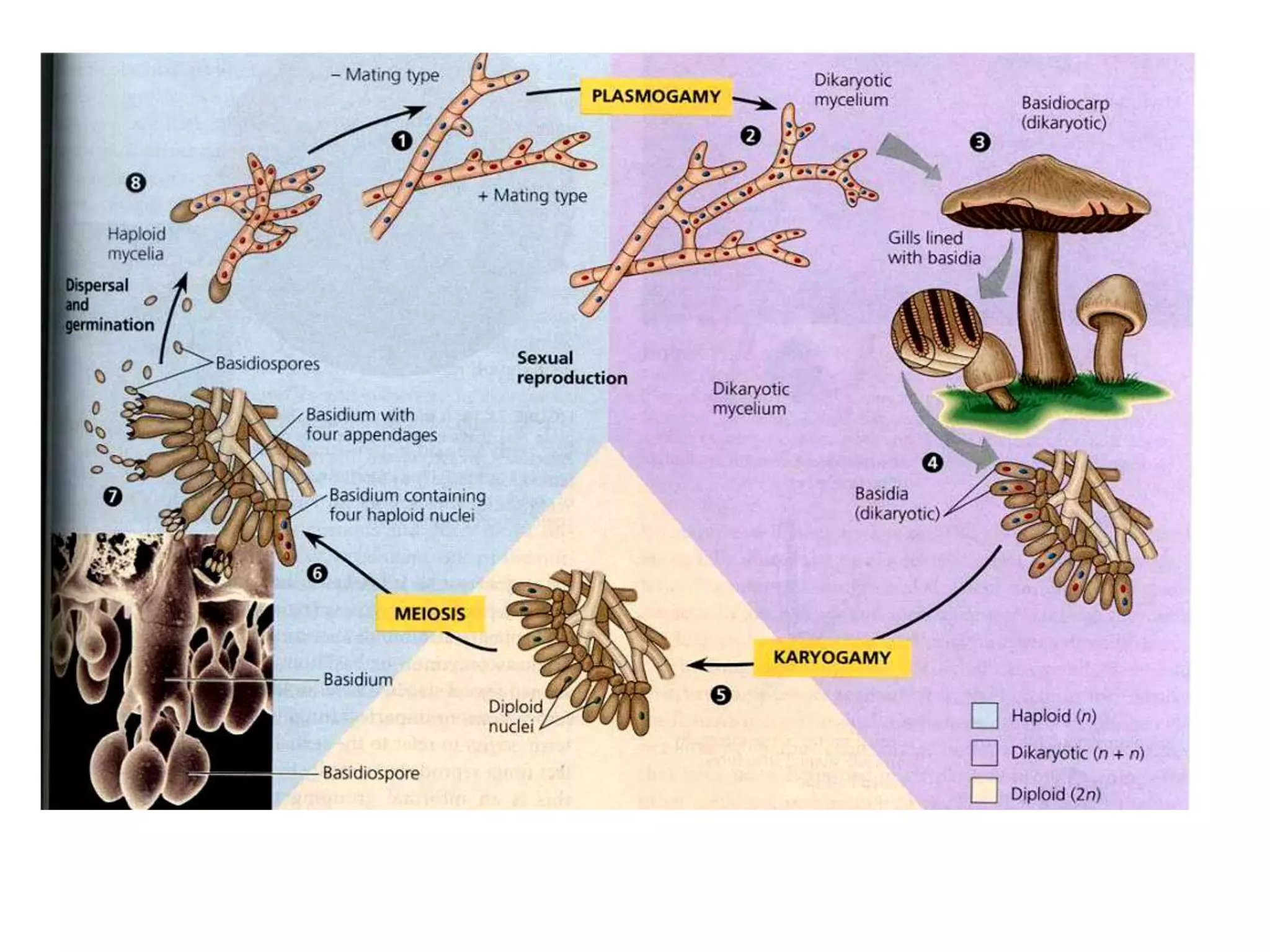 Basidiomycota | PPTX