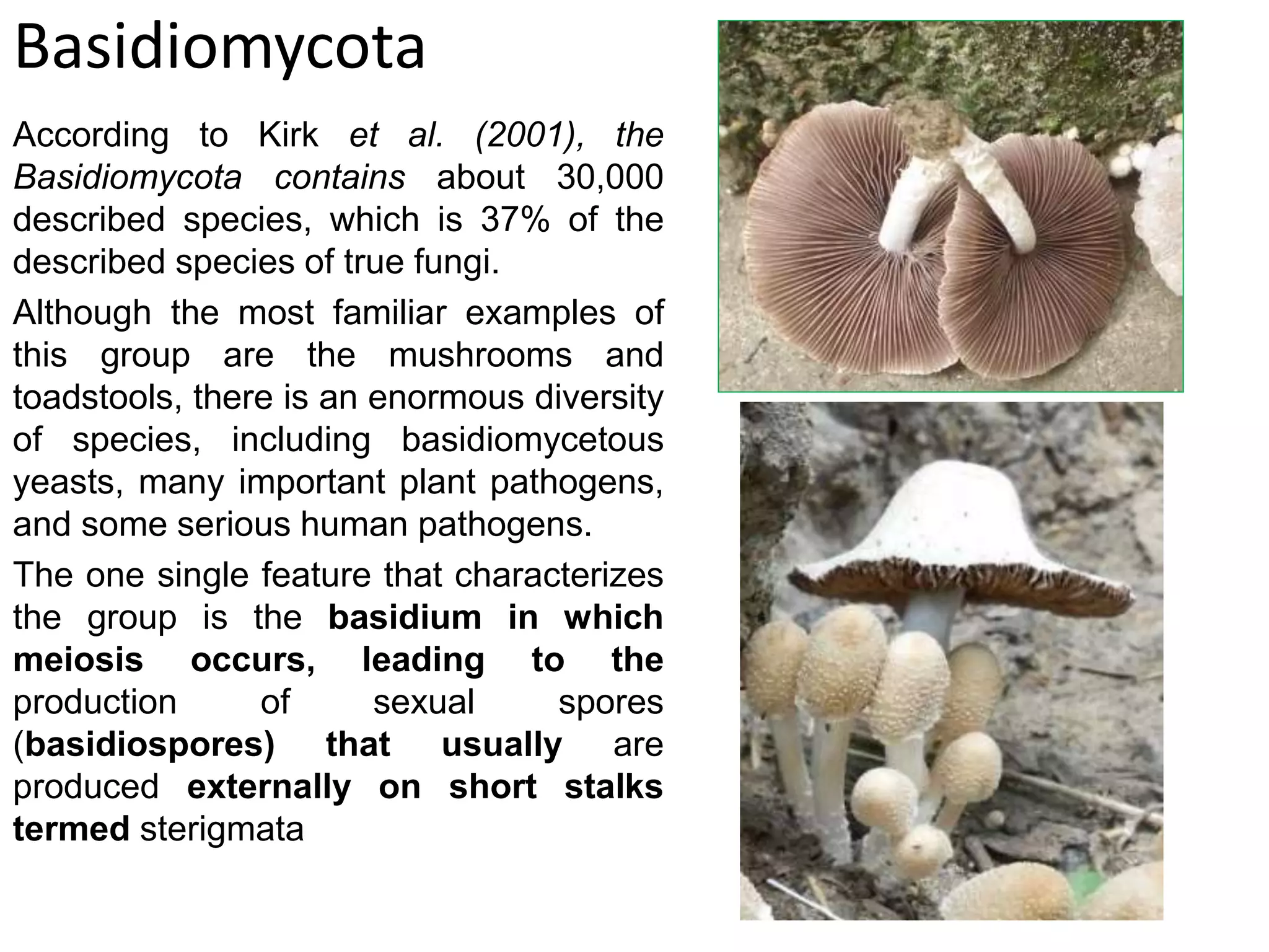 Basidiomycota | PPTX