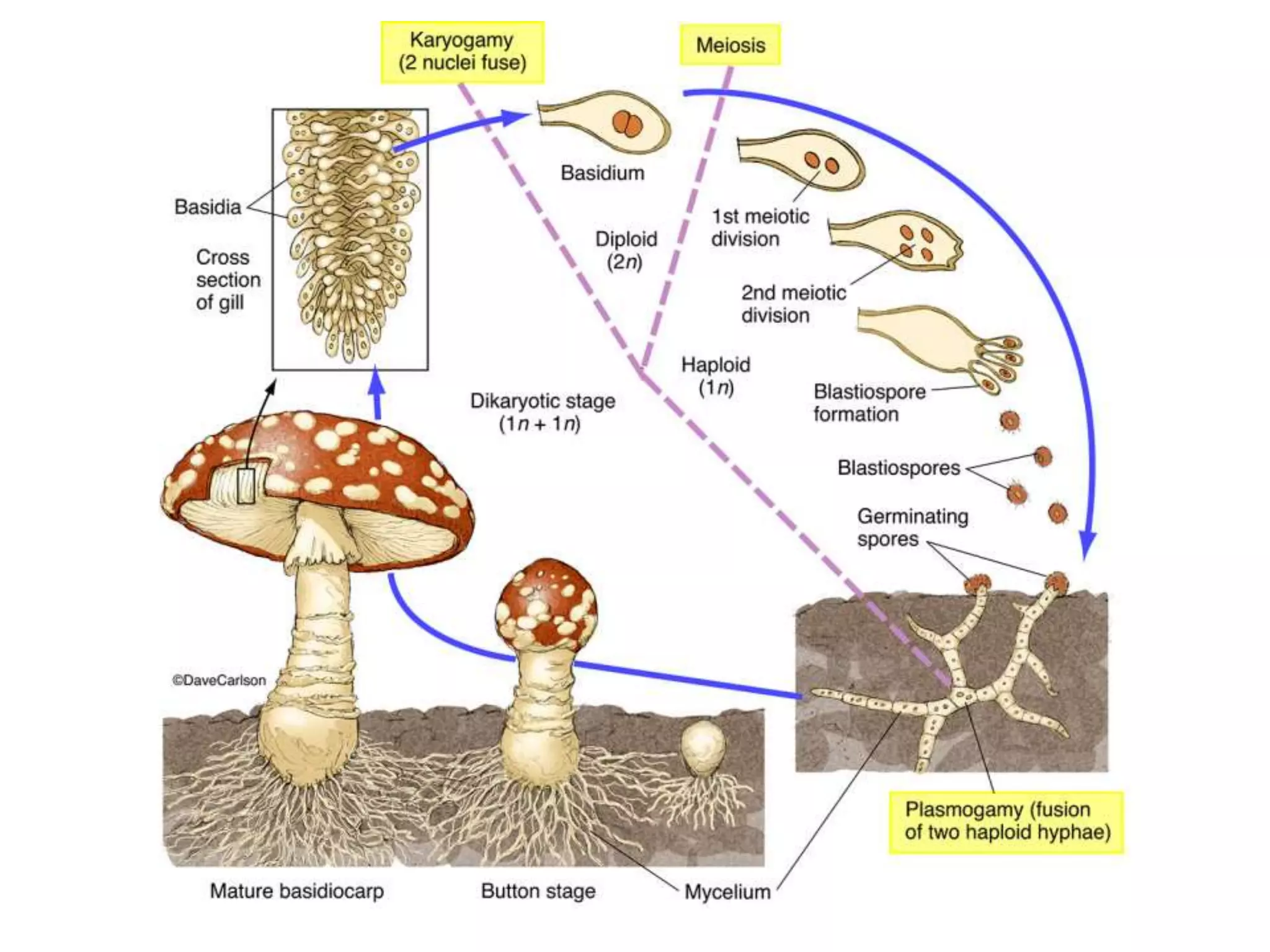 Basidiomycota | PPTX