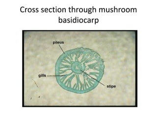 Basidiomycota | PPTX