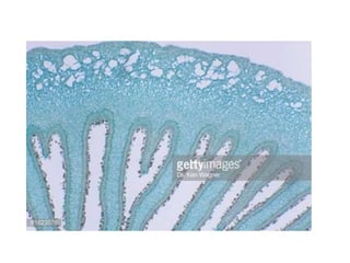 Basidiomycota Microscope