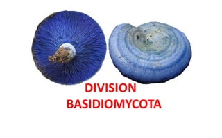 BASIDIOMYCOTA (Generalidades, características).pdf