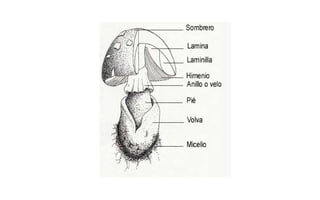 BASIDIOMYCOTA (Generalidades, características).pdf