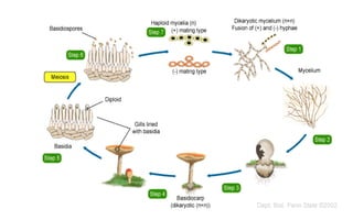 BASIDIOMYCOTA (Generalidades, características).pdf