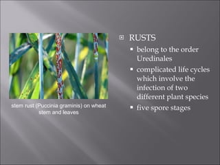Basidiomycota | PPT