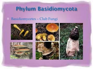 Basidiomycota | PPT