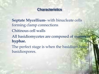 Basidiomycota | PPT